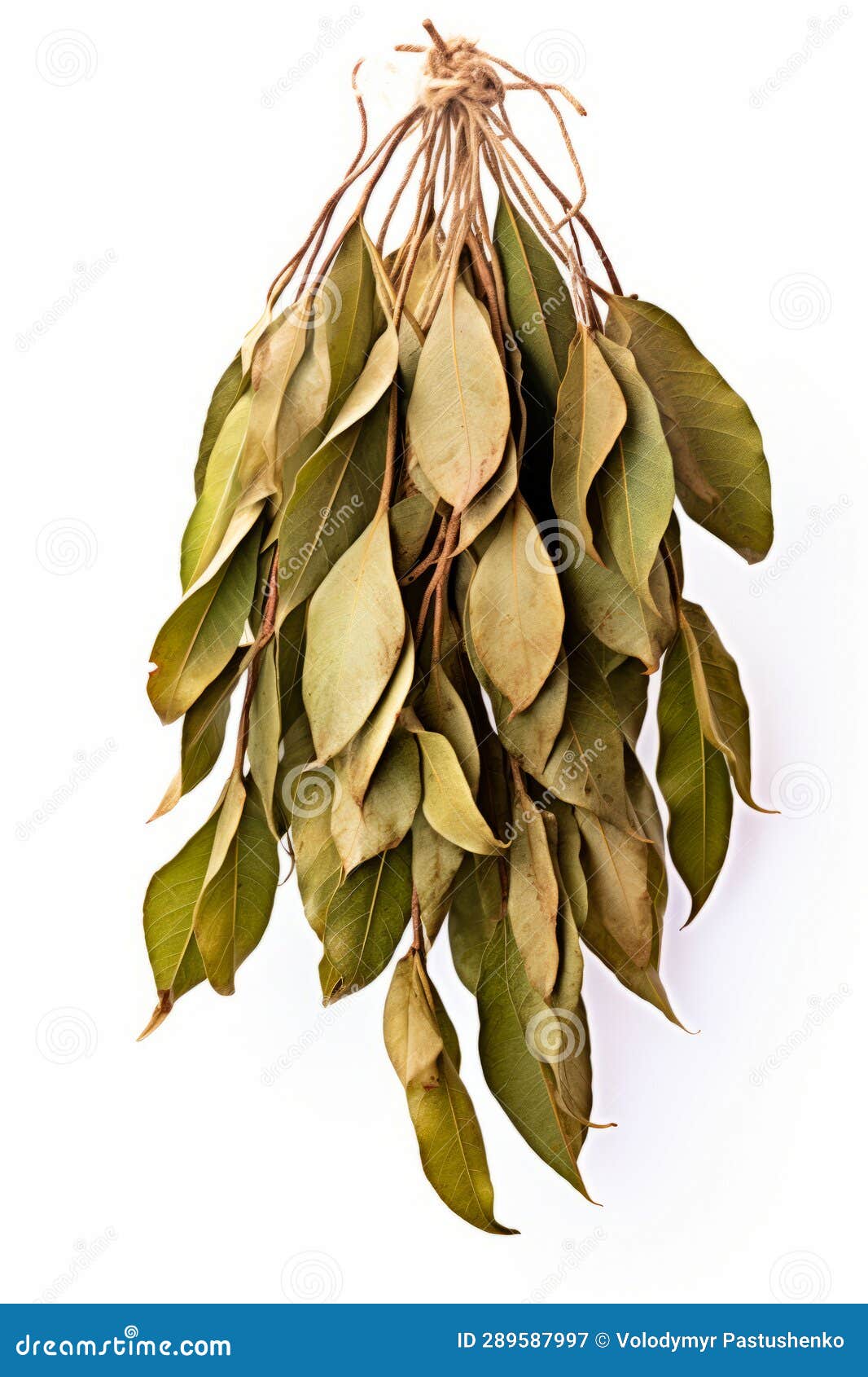 Bunch of Green Leaves Hanging from Tree Branch on White Background ...