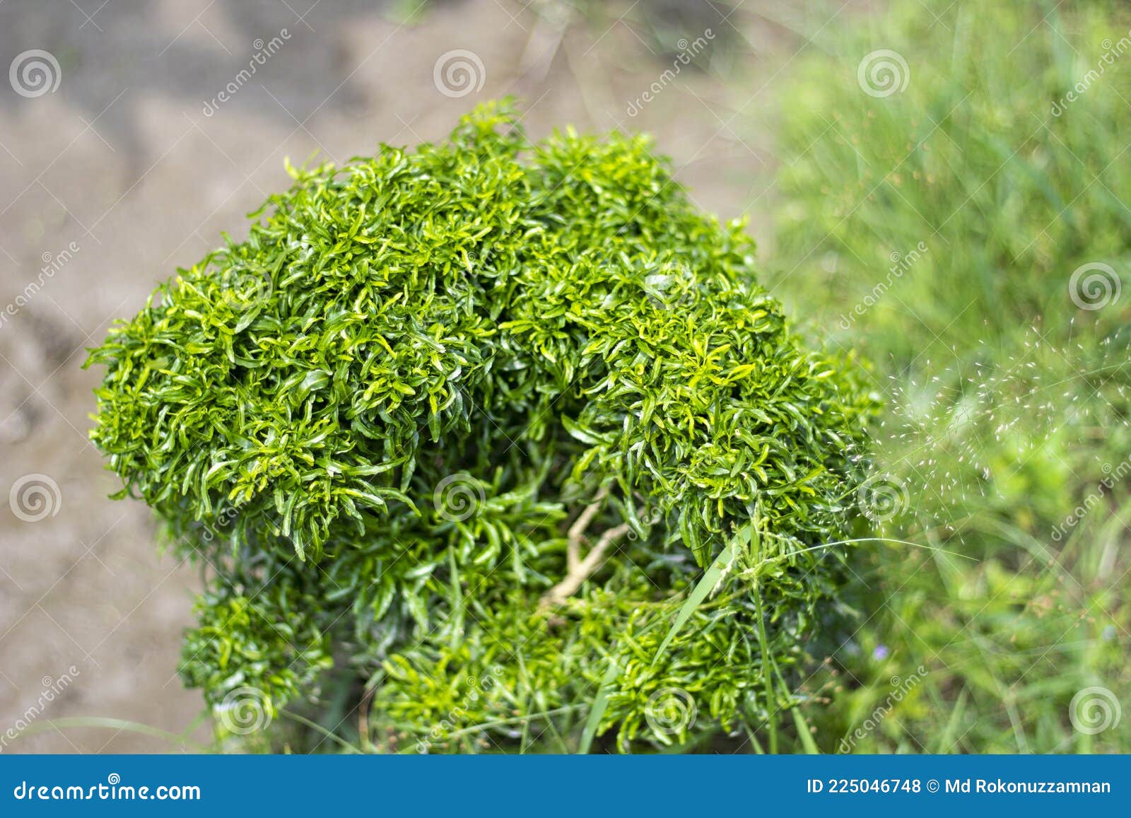 A Bunch of Green Leaves and it& X27;s Behind Background Blur Stock ...