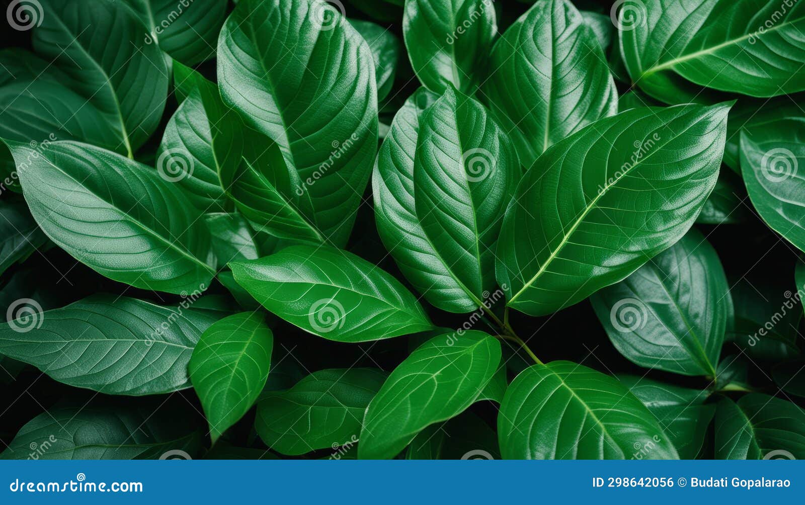 A Bunch of Green Leaves on a Tree Stock Illustration - Illustration of ...