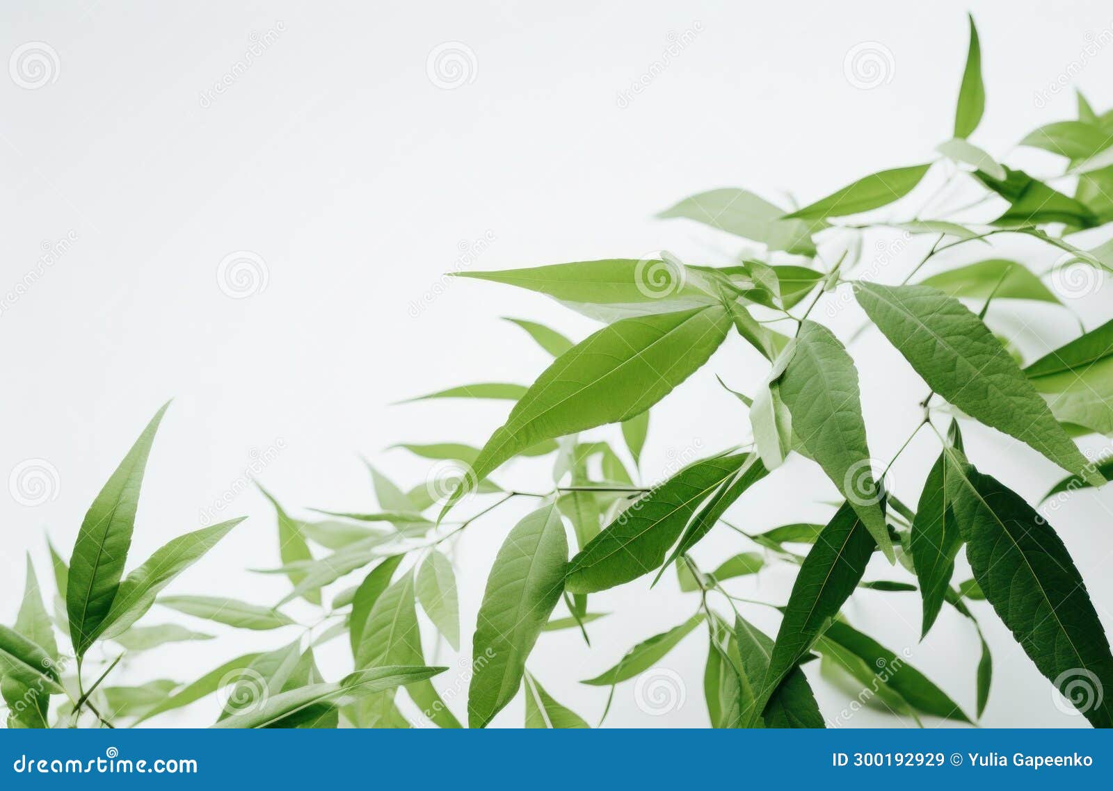 A Bunch of Green Leaves from a Tree on a White Background Stock ...