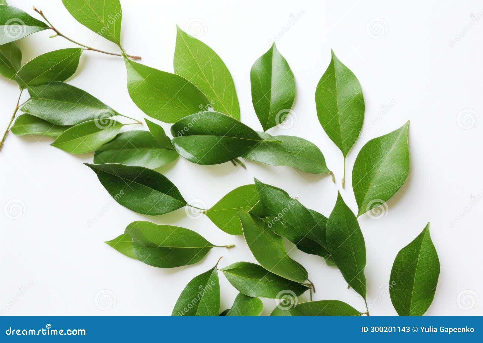 A Bunch of Green Leaves from a Tree on a White Background Stock Image ...