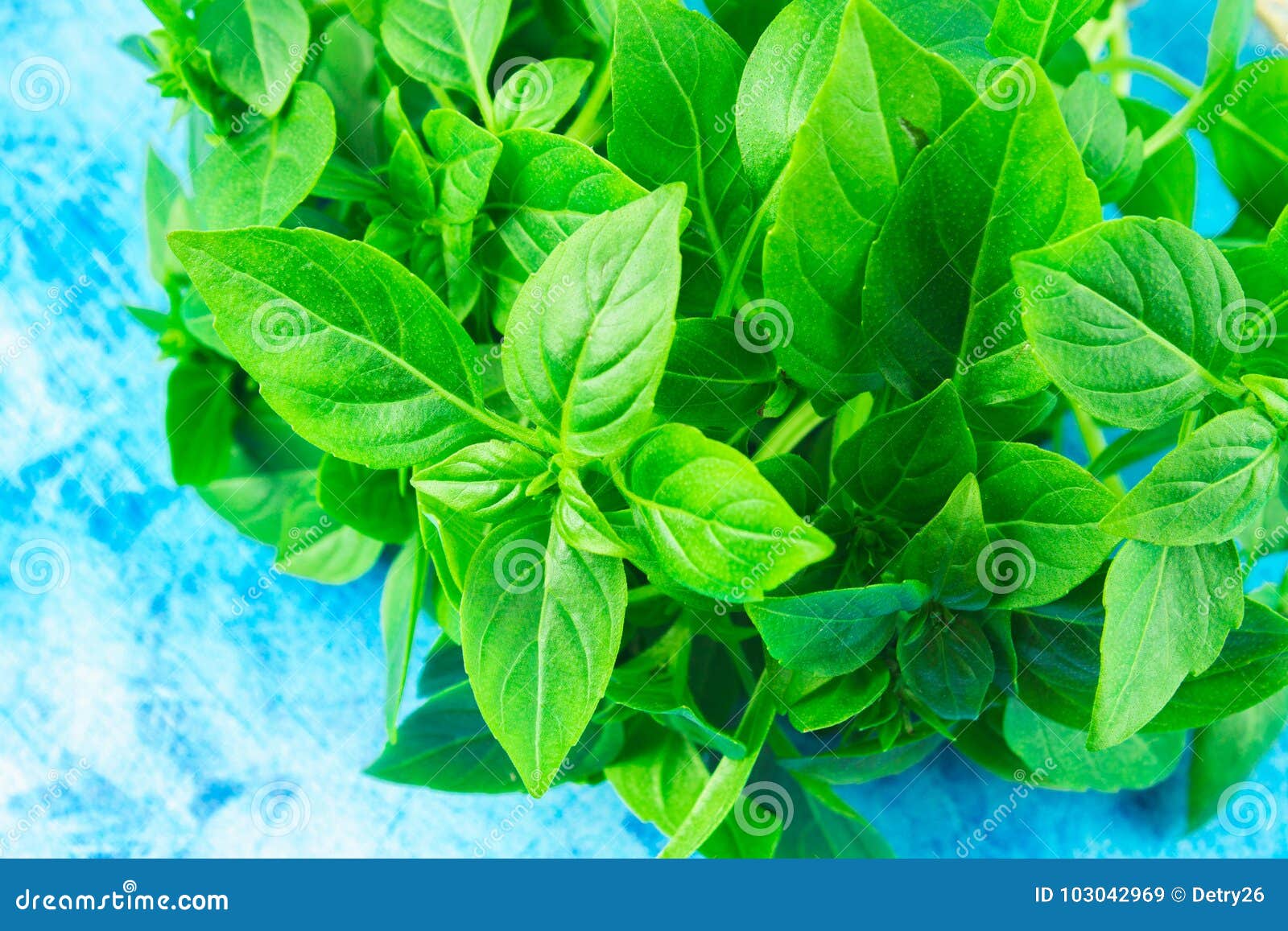 A Bunch of Green Lemon Basil on a Blue Background Stock Image - Image ...