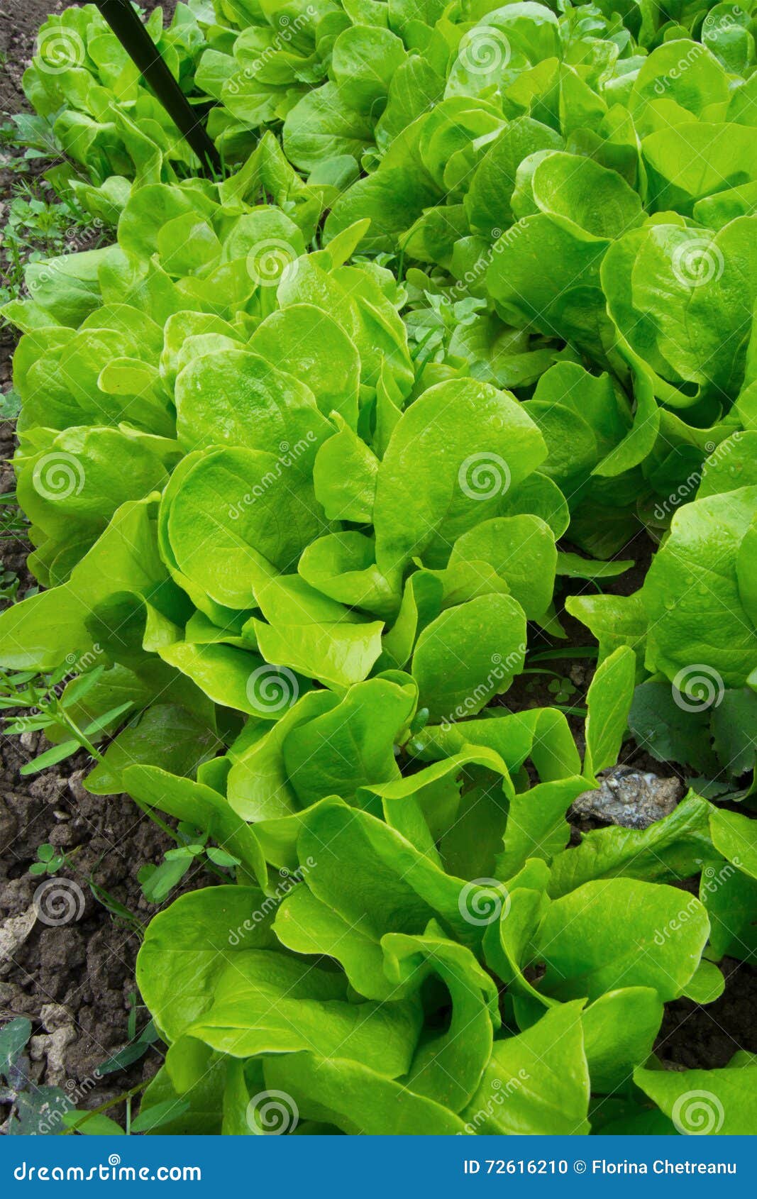 Bunch of green lettuce stock photo. Image of nutrition - 72616210