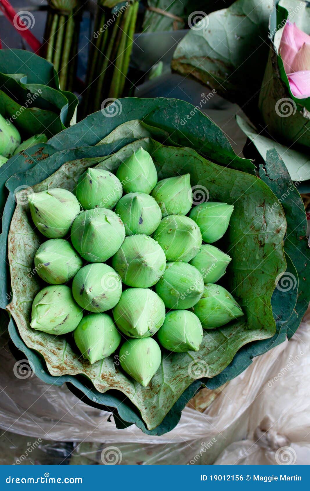 Bunch of Green Lotus Blossom Buds Stock Photo - Image of agriculture ...