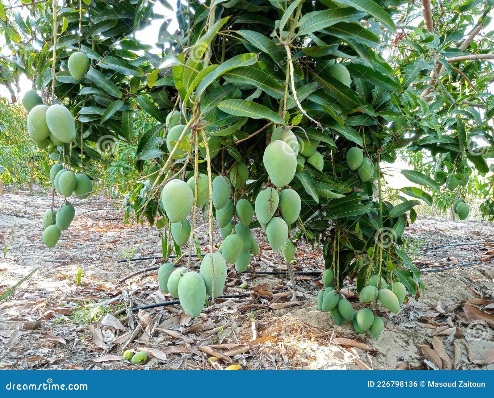 A Bunch of Mango Fruit on Mango Tree Stock Photo - Image of healthy ...