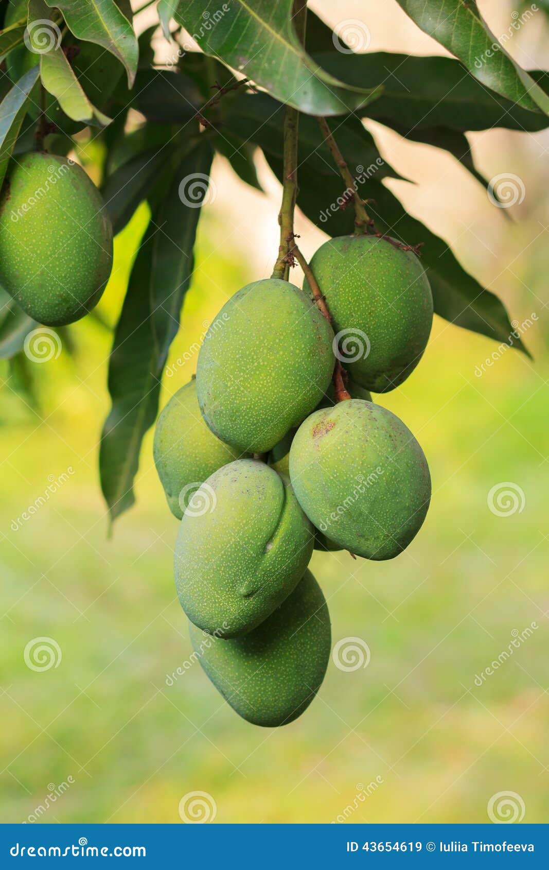 Bunch of Green Mango on Tree Stock Image - Image of bunch, tree: 43654619