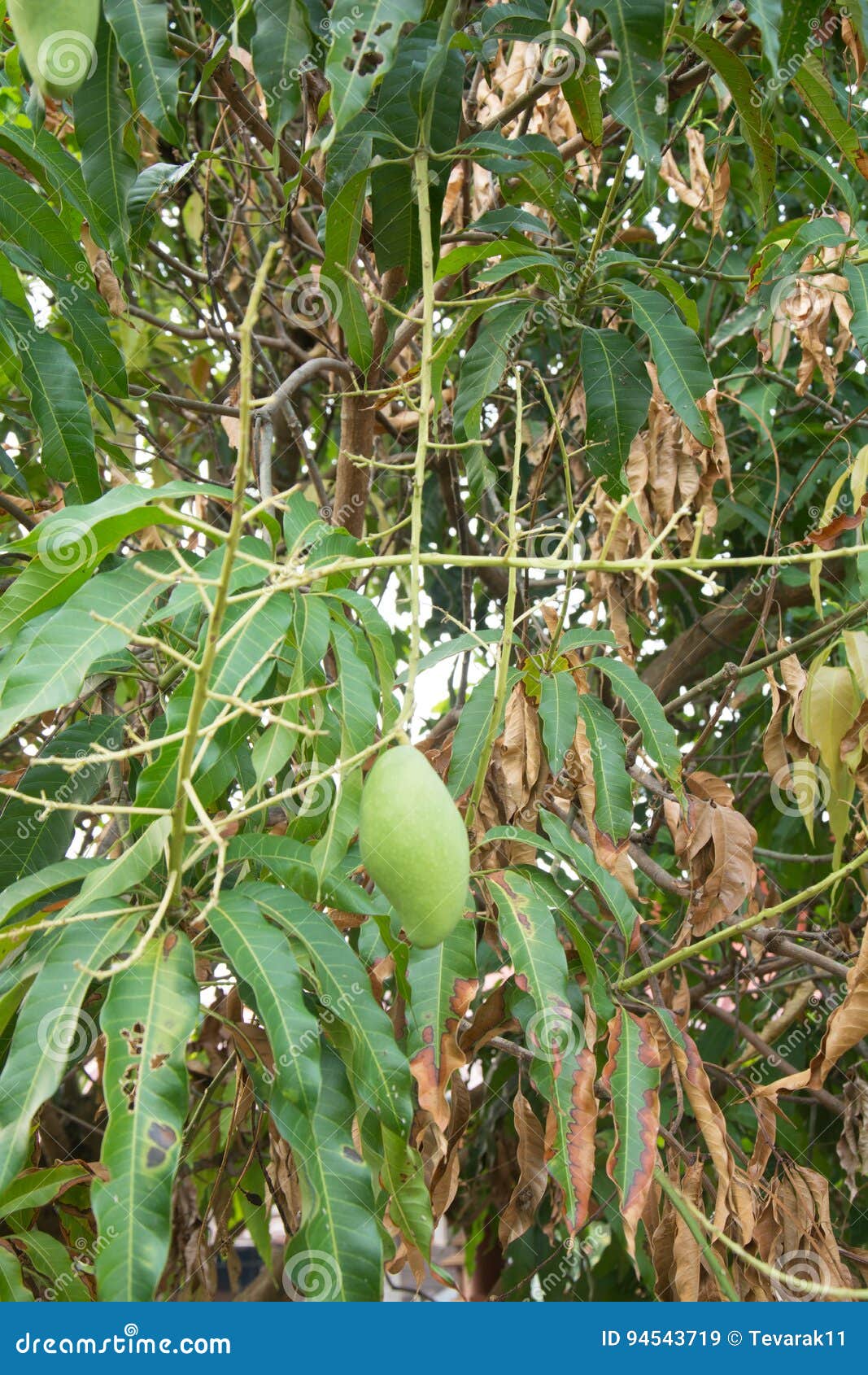 Bunch of Green Mango on Tree. Selective Focus Stock Image - Image of wild, ripe: 94543719