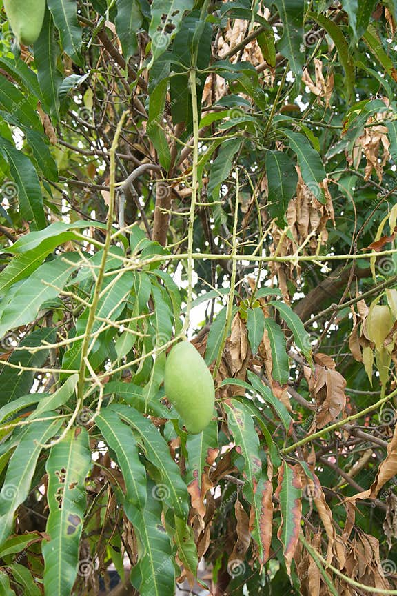Bunch of Green Mango on Tree. Selective Focus Stock Image - Image of ...