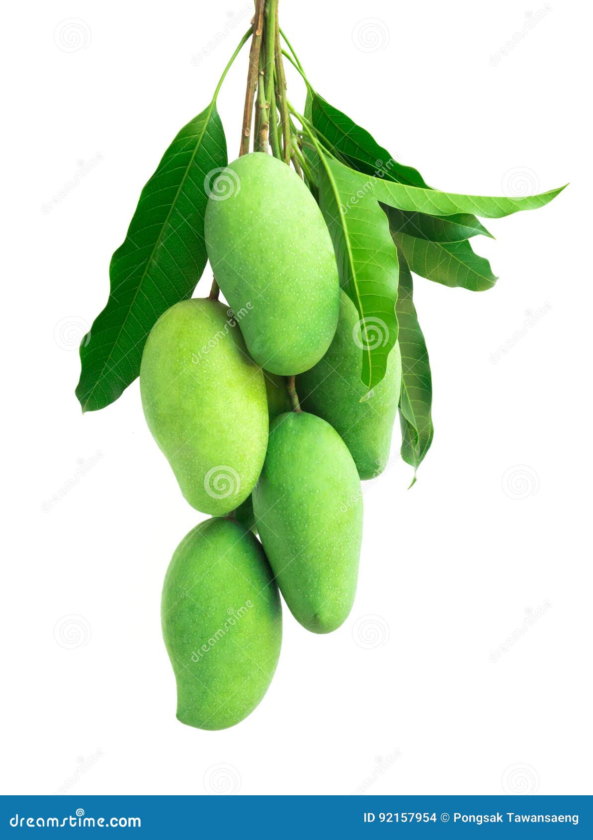 Bunch of Green Mango on White Background Stock Photo - Image of fruit ...