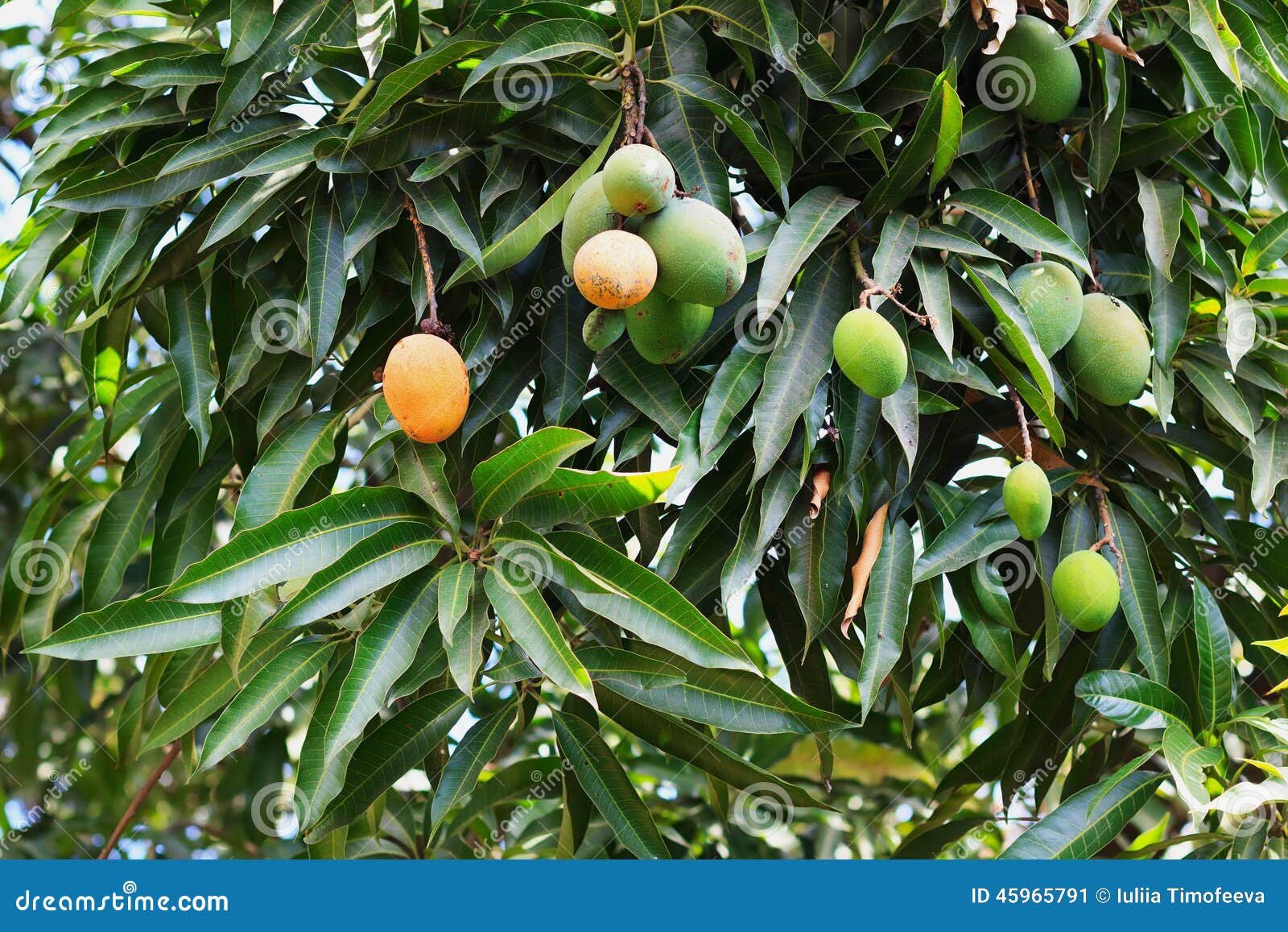 Bunch of Green and Orange Ripe Mango on Tree in Garden Stock Image ...