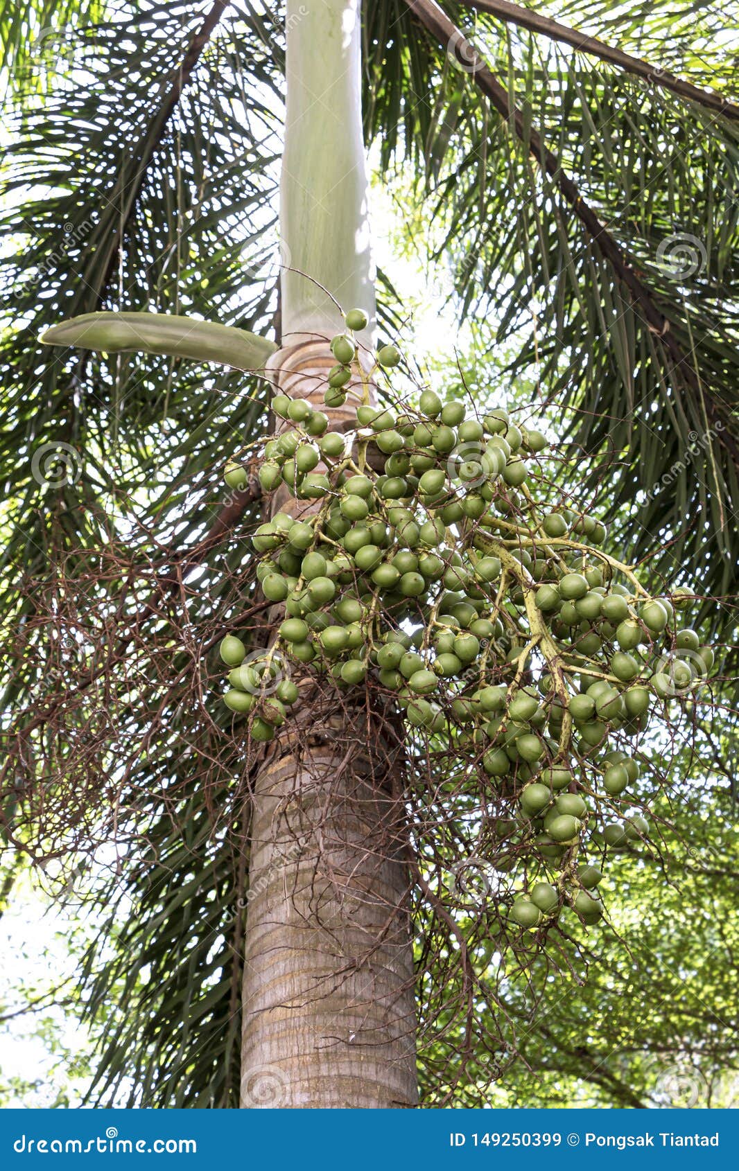 Bunch of Green Palm Fruit and Leaf on Palm Tree in the Park Stock Image ...