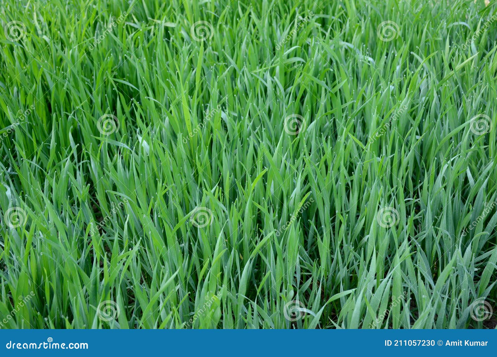 Bunch the Green Ripe Grain Plant Growing in the Farm Stock Photo ...