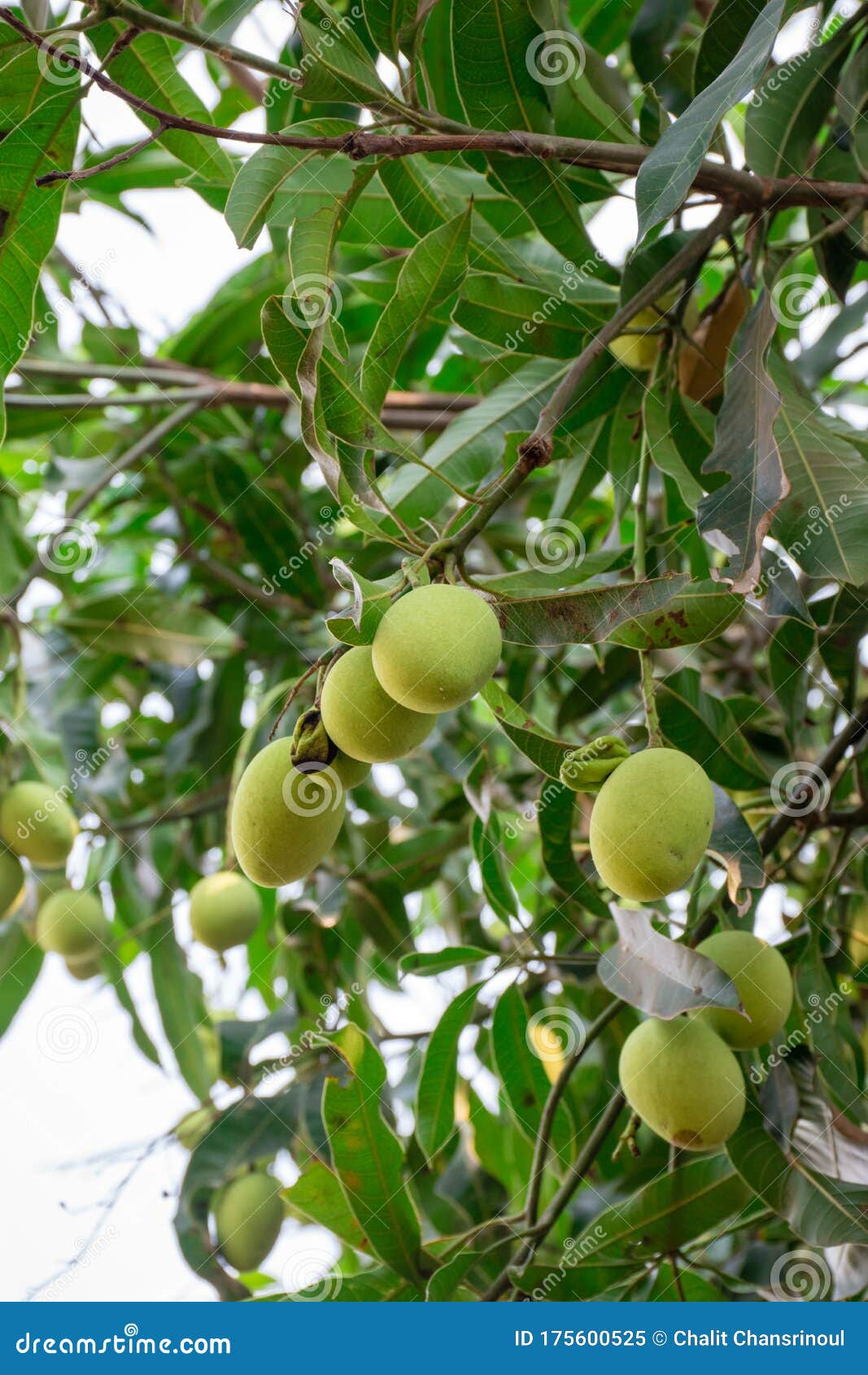 Bunch of Green Ripe Mango on Tree in Garden Stock Image - Image of ...