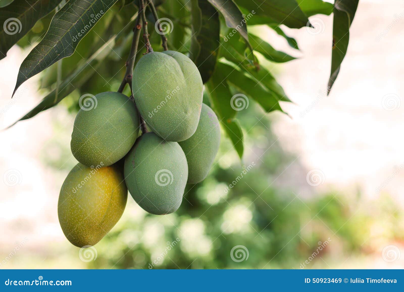 Bunch of Green and Ripe Mango on Tree in Garden Stock Image - Image of ...