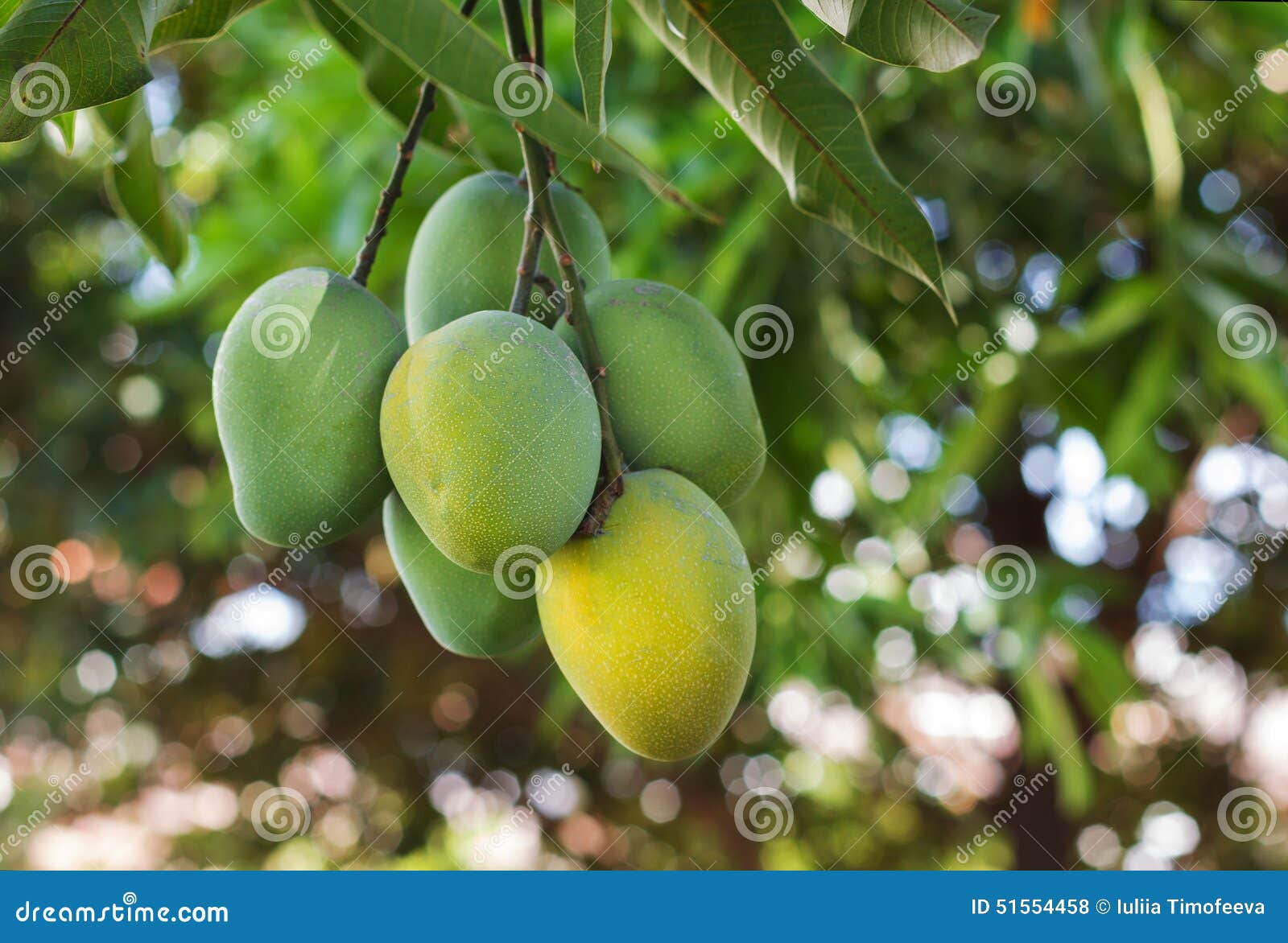 Bunch of Green Ripe Mango on Tree in Garden Stock Photo - Image of ...