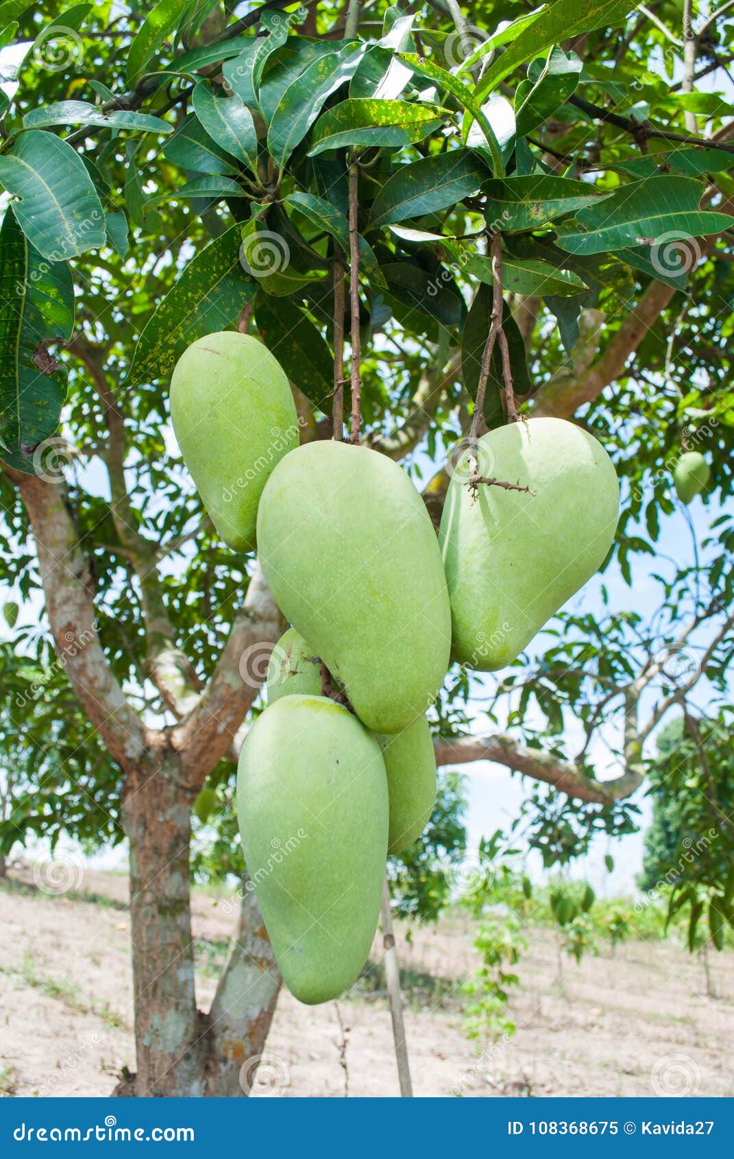 Bunch of Green and Ripe Mango on Tree. Stock Image - Image of nutrient ...