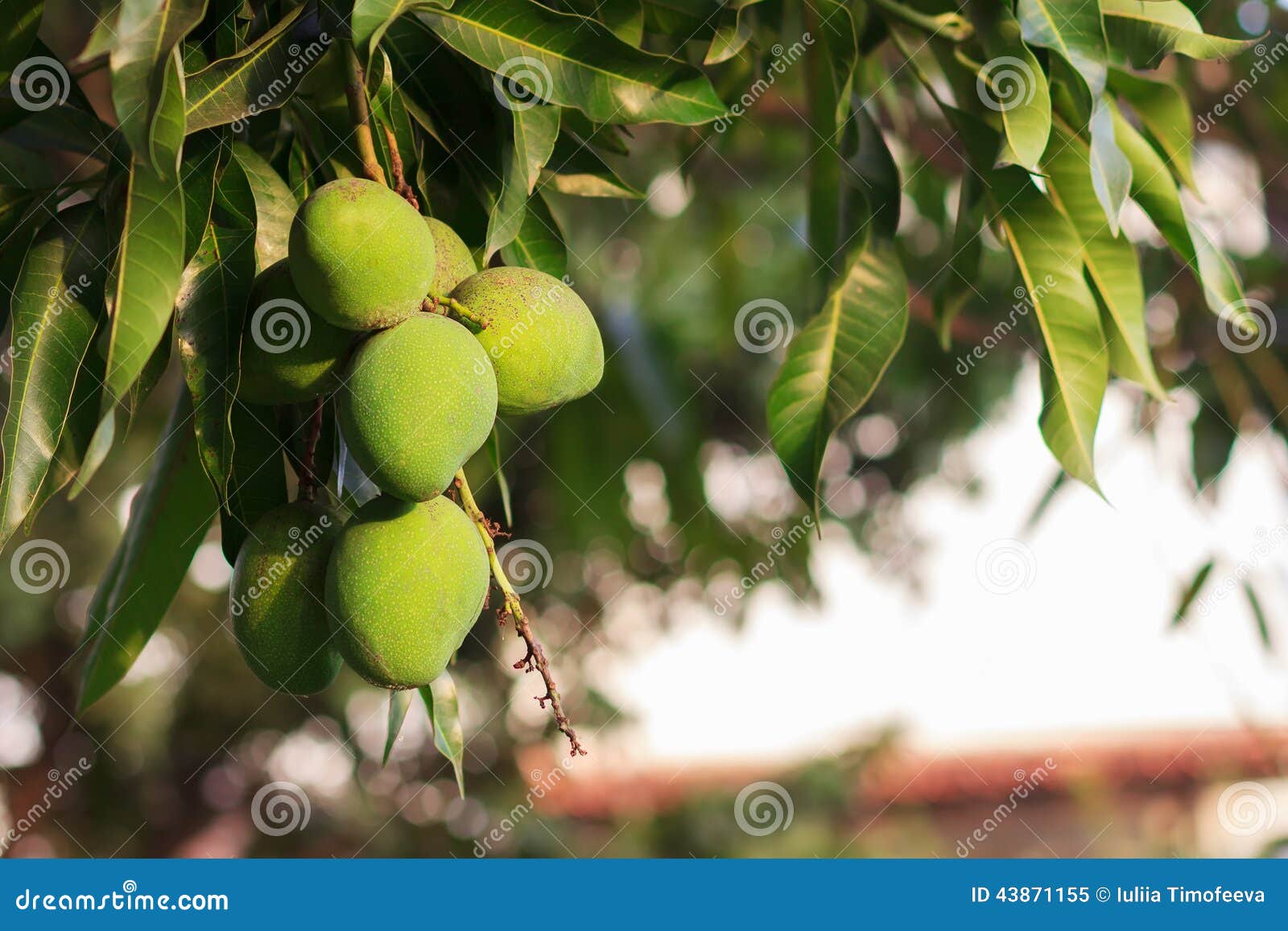 Bunch of Green Unripe Mango on Mango Tree Stock Image - Image of ...