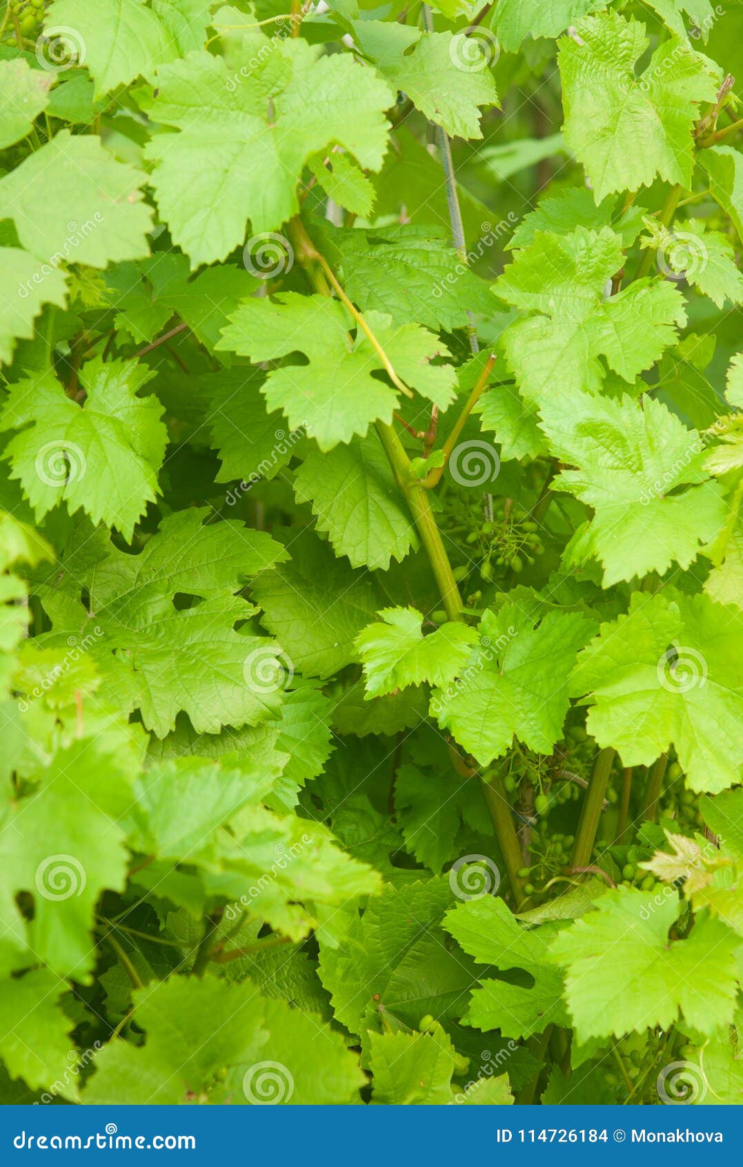 Green vine leaves stock photo. Image of nature, farm - 114726184