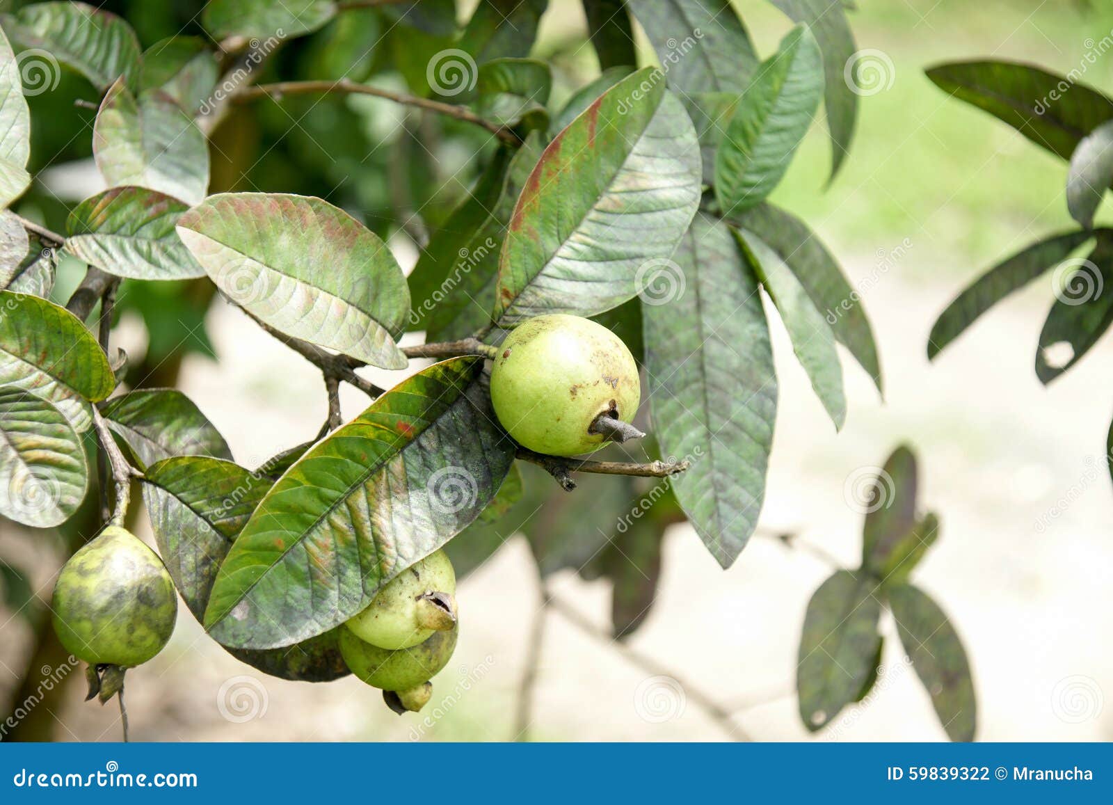 Bunch of Guava Fruits and Leaf in a Tree Stock Photo - Image of food ...