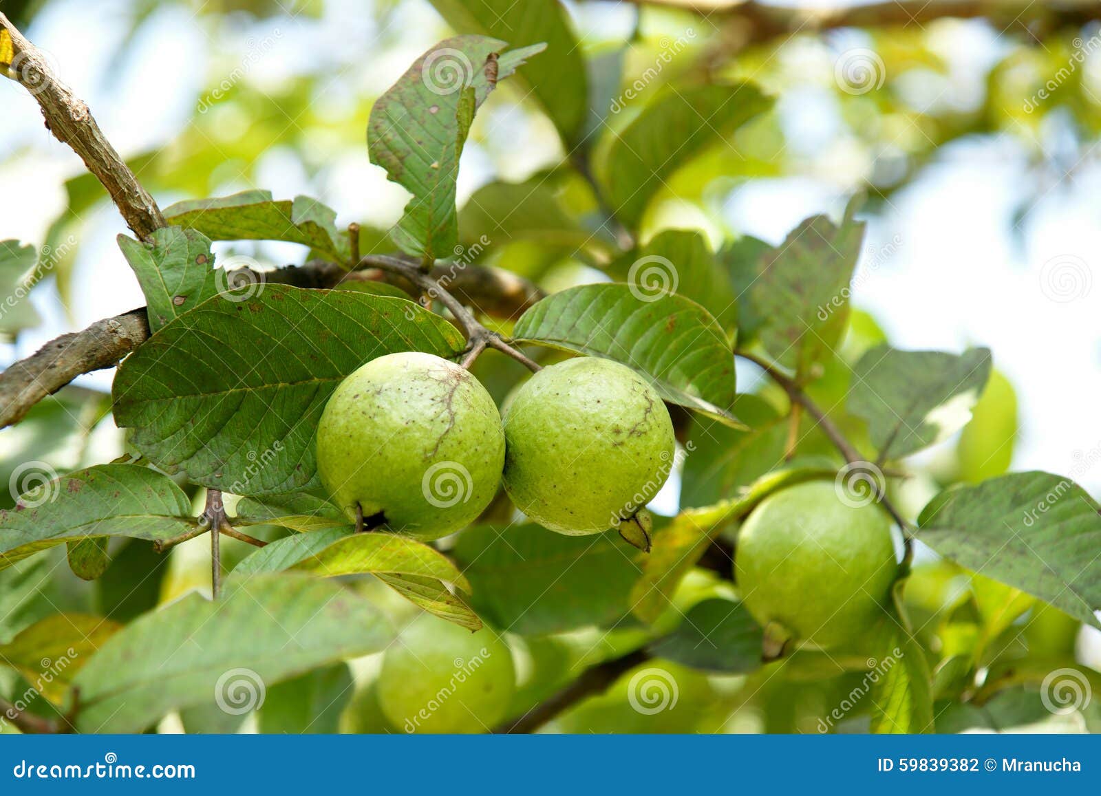 Bunch of Guava Fruits and Leaf in a Tree Stock Photo - Image of food ...