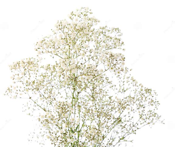 Bunch of Gypsophila stock photo. Image of pale, flower - 18625834