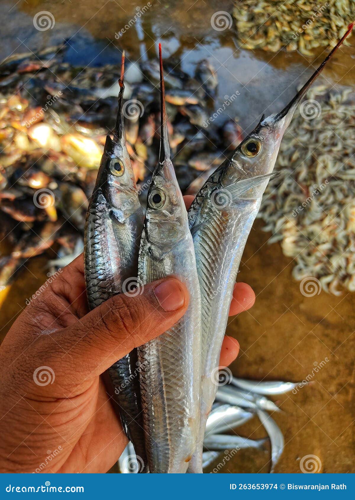 Bunch of Halfbeak Needle Fish in Hand Strogylura Spipe Fish Stock Photo ...