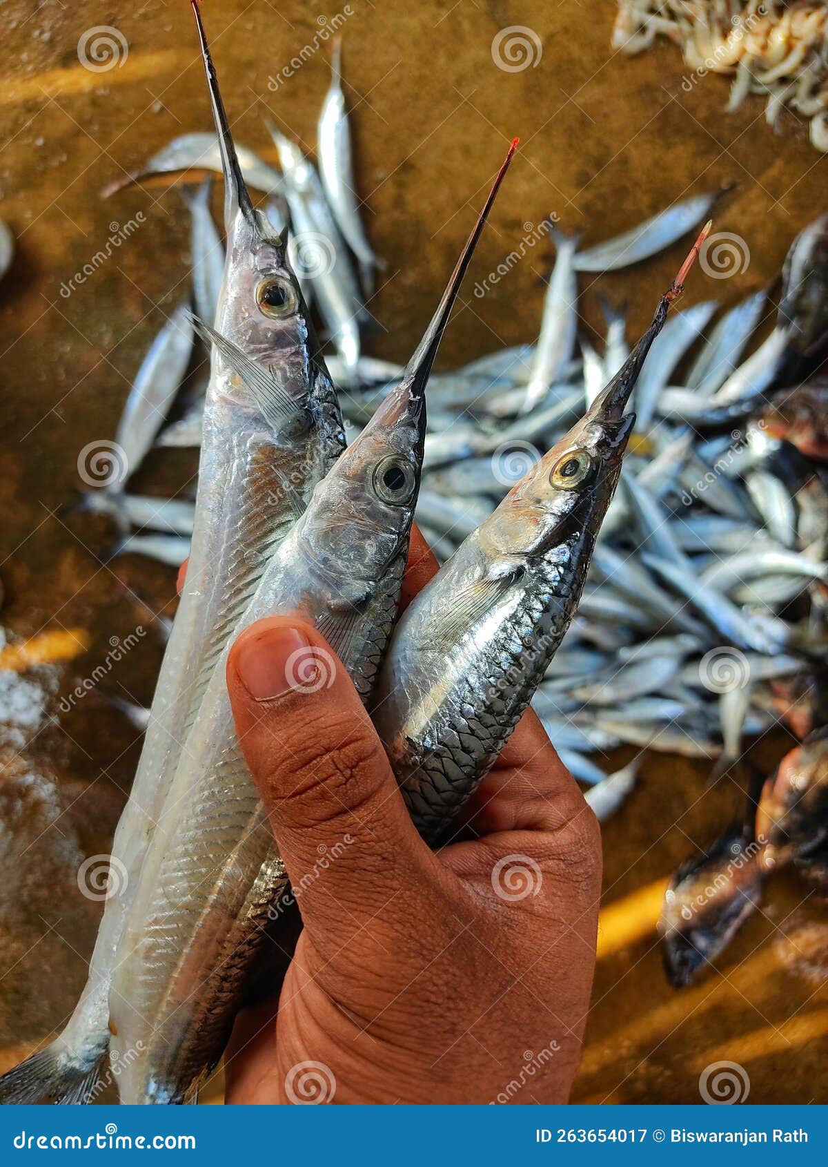 Bunch of Halfbeak Needle Fish in Hand Strogylura Spipe Fish Stock Image ...