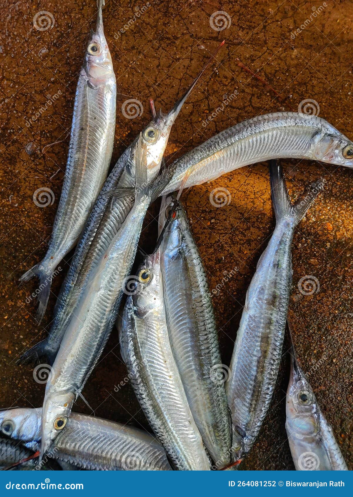 Bunch of Halfbeak Needle Fish in Hand Strogylura Spipe Fish Stock Photo ...