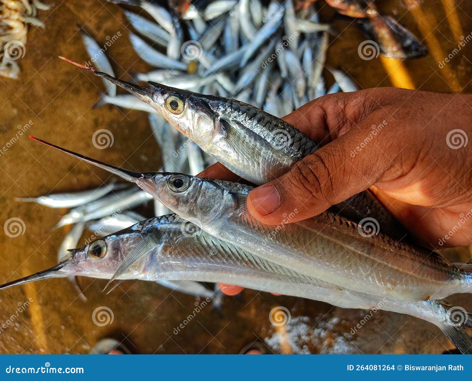 Bunch of Halfbeak Needle Fish in Hand Strogylura Spipe Fish Stock Photo ...