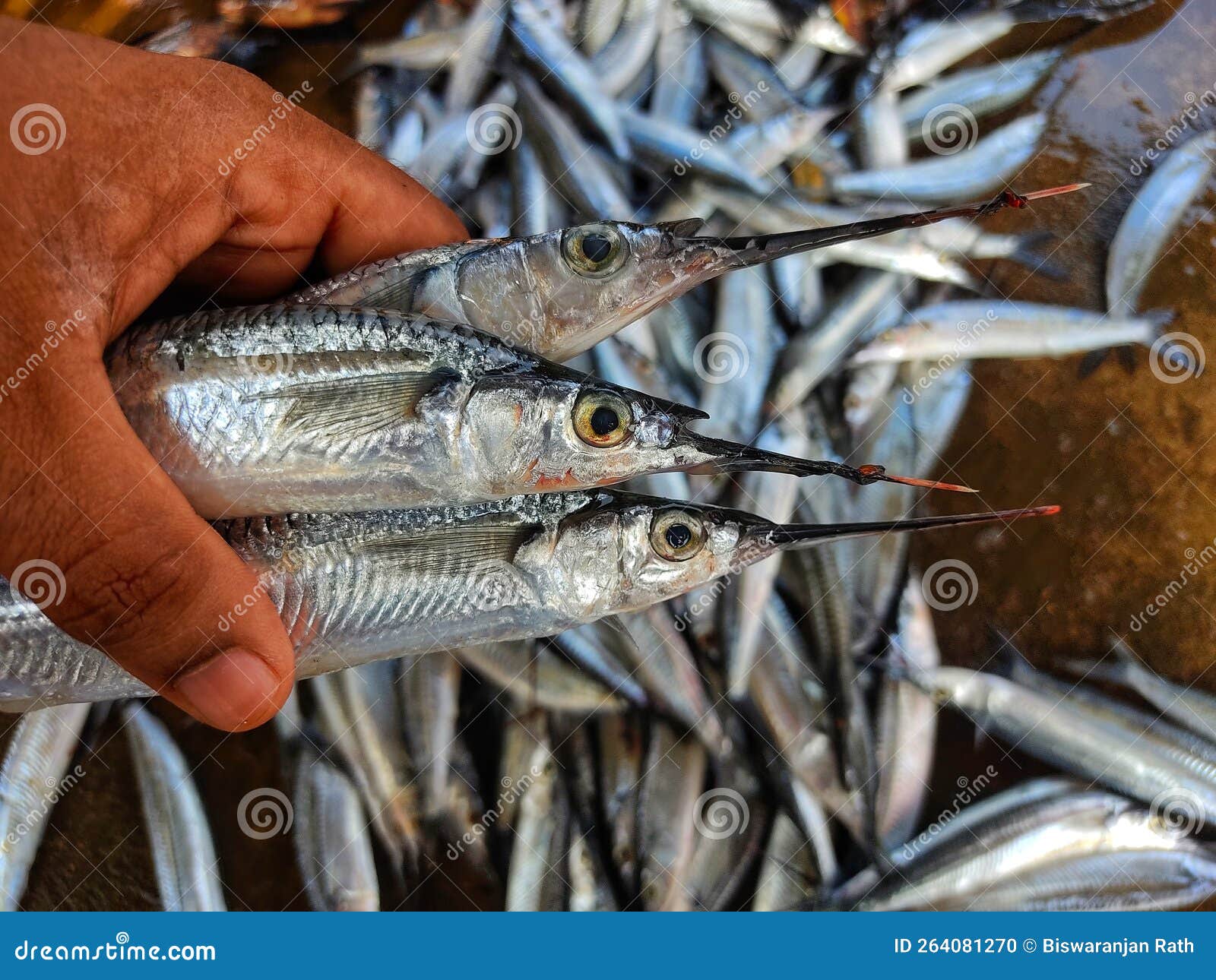 Bunch of Halfbeak Needle Fish in Hand Strogylura Spipe Fish Stock Photo ...