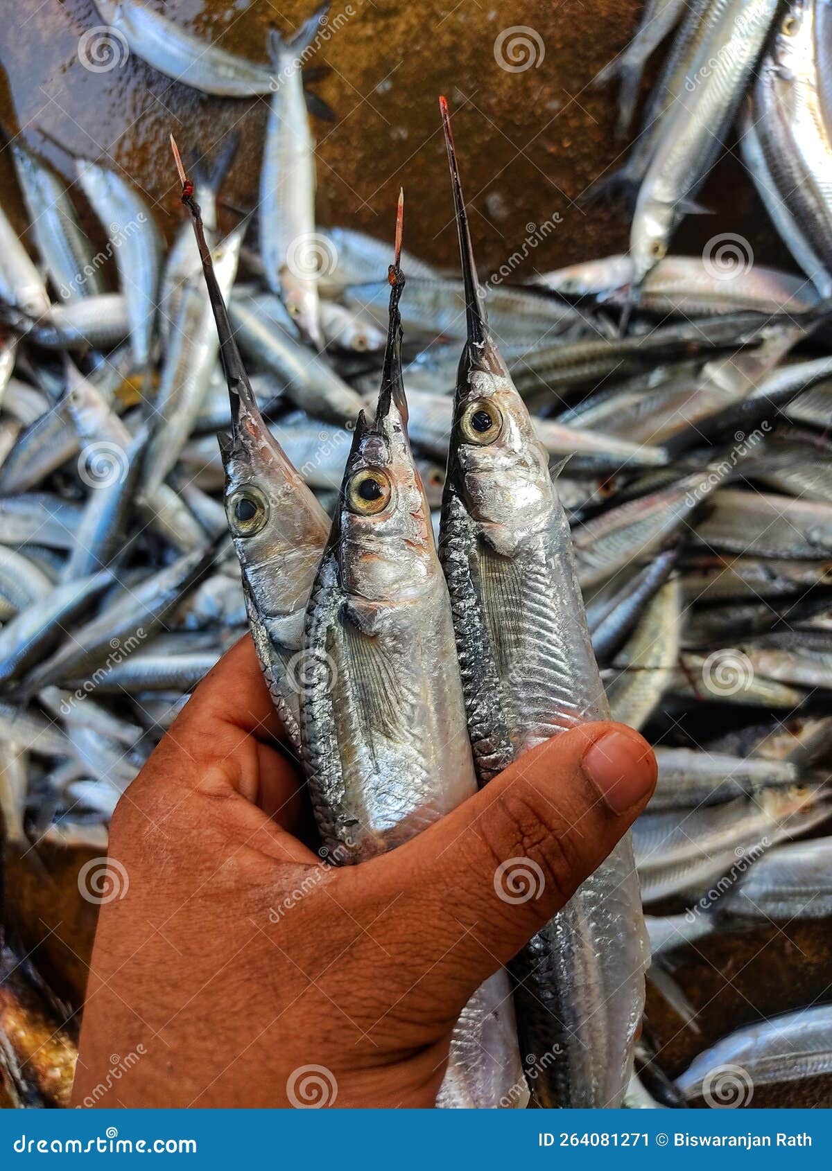 Bunch of Halfbeak Needle Fish in Hand Strogylura Spipe Fish Stock Image ...