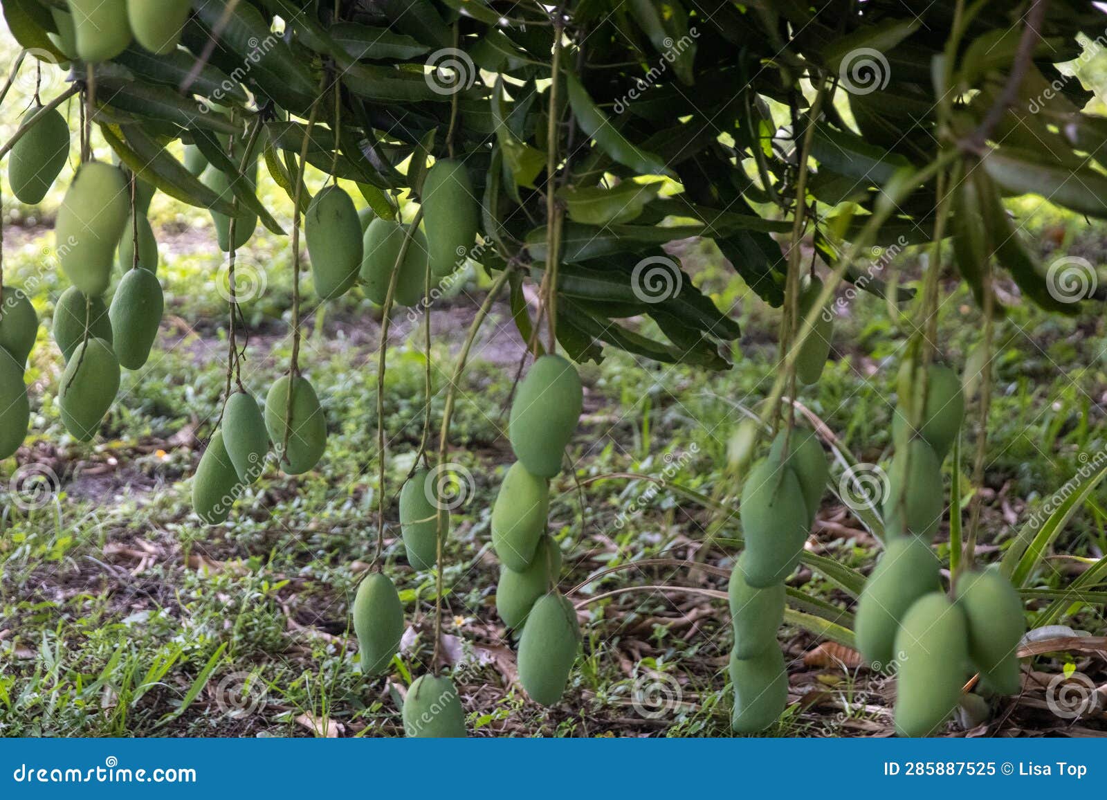 Bunch of hanging mangos stock image. Image of florida - 285887525
