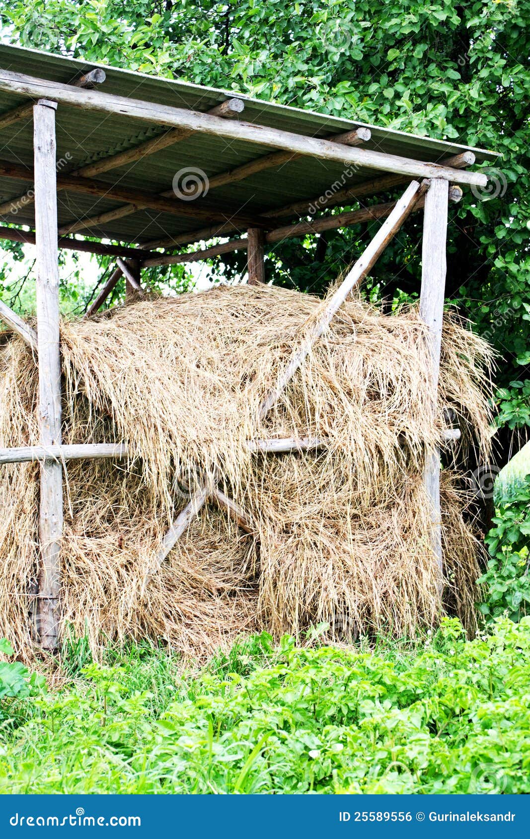 Bunch of hay stock photo. Image of agriculture, heap - 25589556