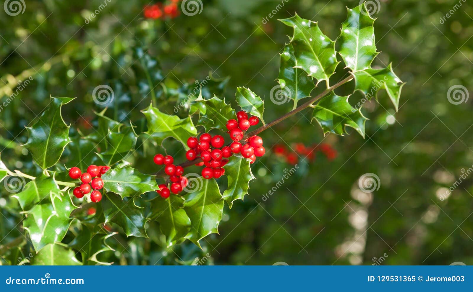 Bunch of holly on a branch stock image. Image of commercial - 129531365
