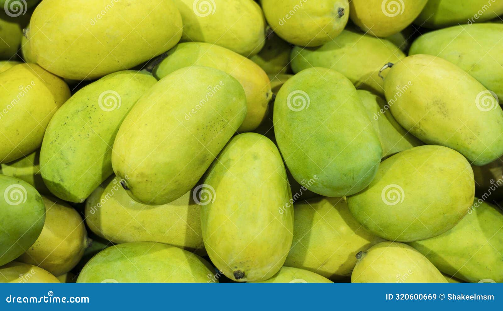 A Bunch of Indian Kesar Mango Stock Image - Image of badami, raspuri ...
