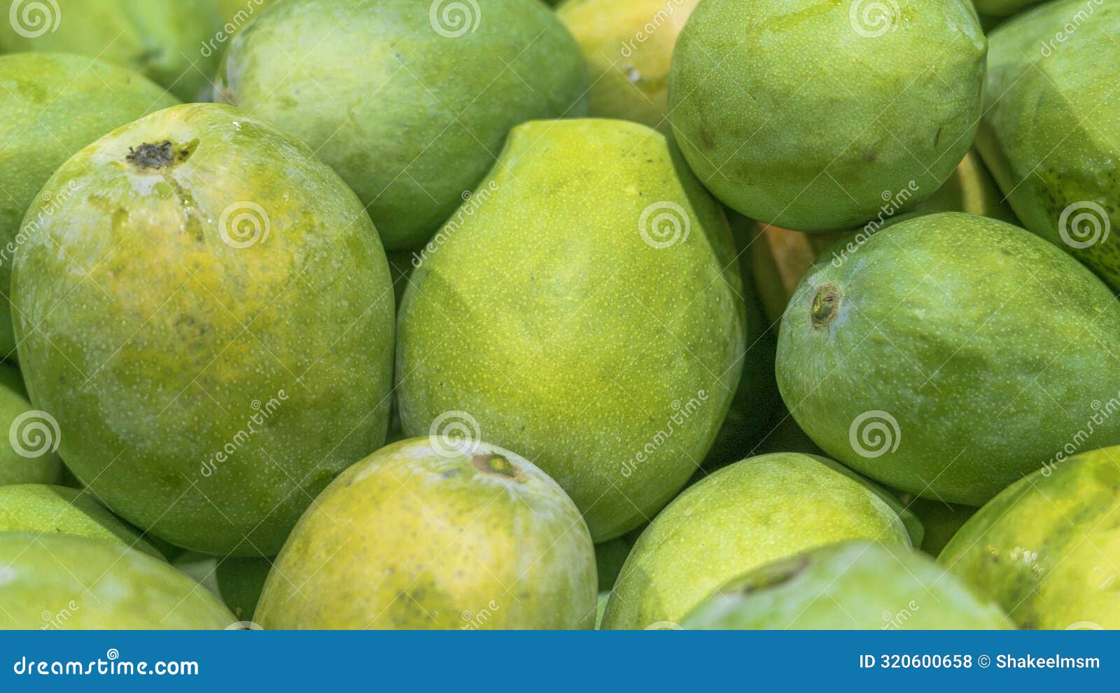 A Bunch of Indian Rajapuri Mango Stock Photo - Image of mamidi, pulpy ...