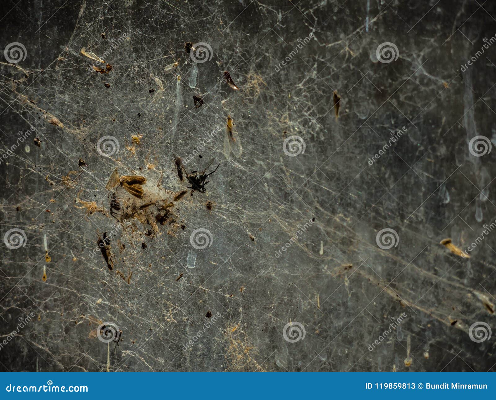 Fly Stuck Spider's Web Stock Photos - Free & Royalty-Free Stock Photos ...
