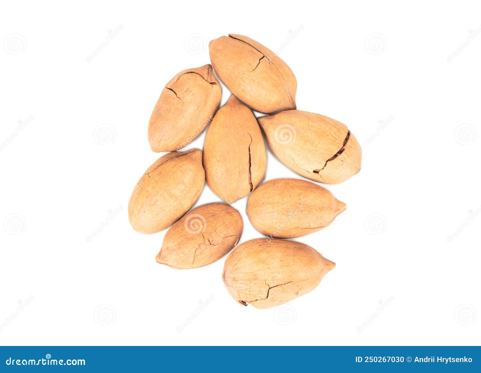 Bunch of inshell pecans stock photo. Image of background - 250267030