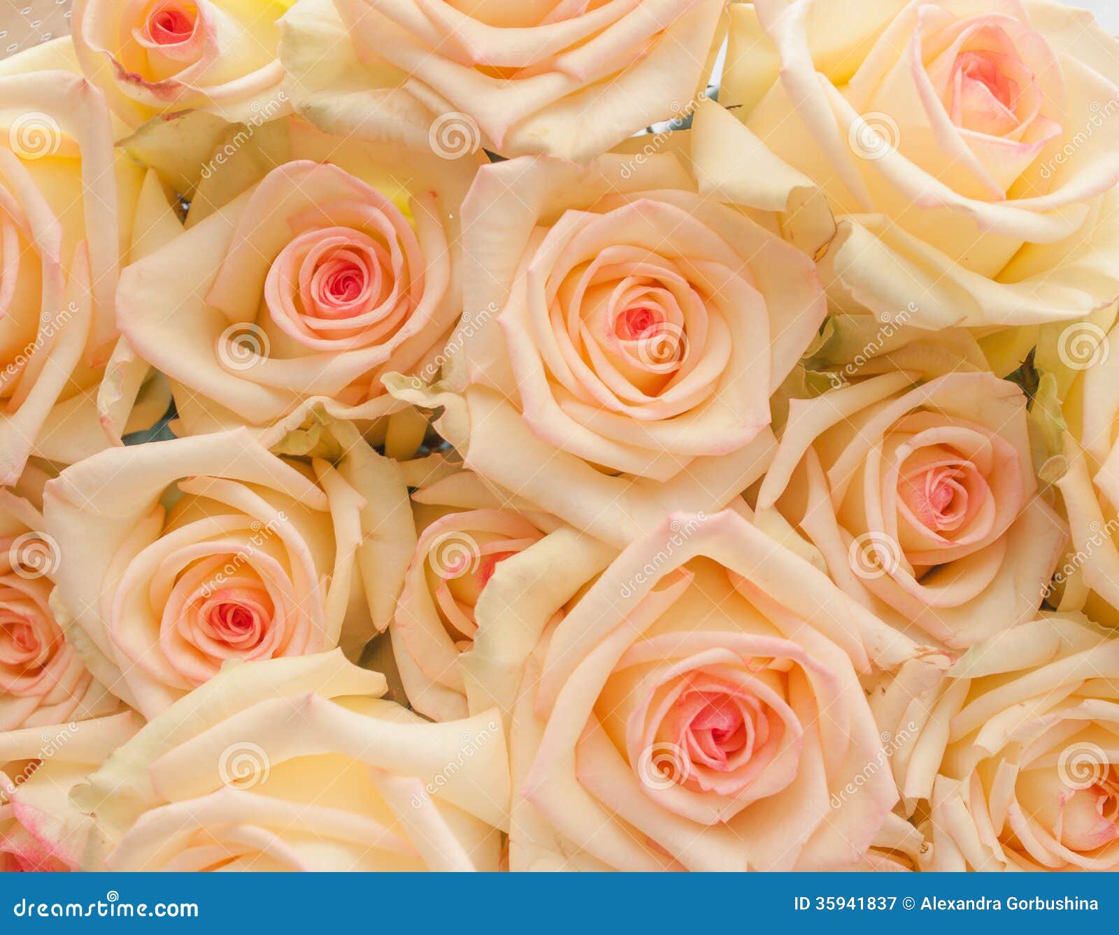 Bunch of Ivory Roses with Pink Center Stock Image - Image of pink ...