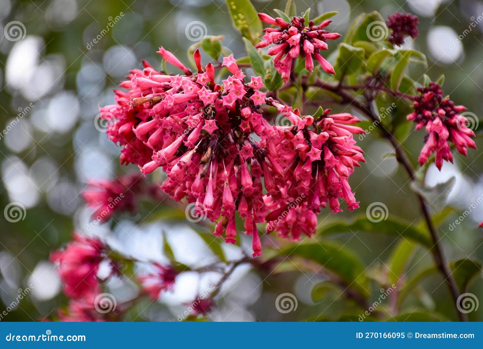 Bunch of Jessamine Red Cestrum Flower Stock Image - Image of flowered ...