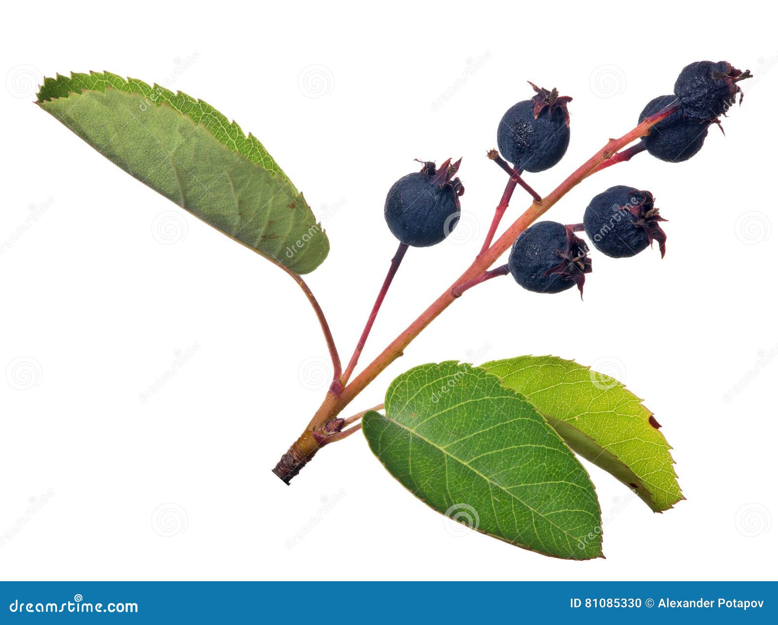 Bunch of Juneberry Isolated on White Stock Photo - Image of juicy ...