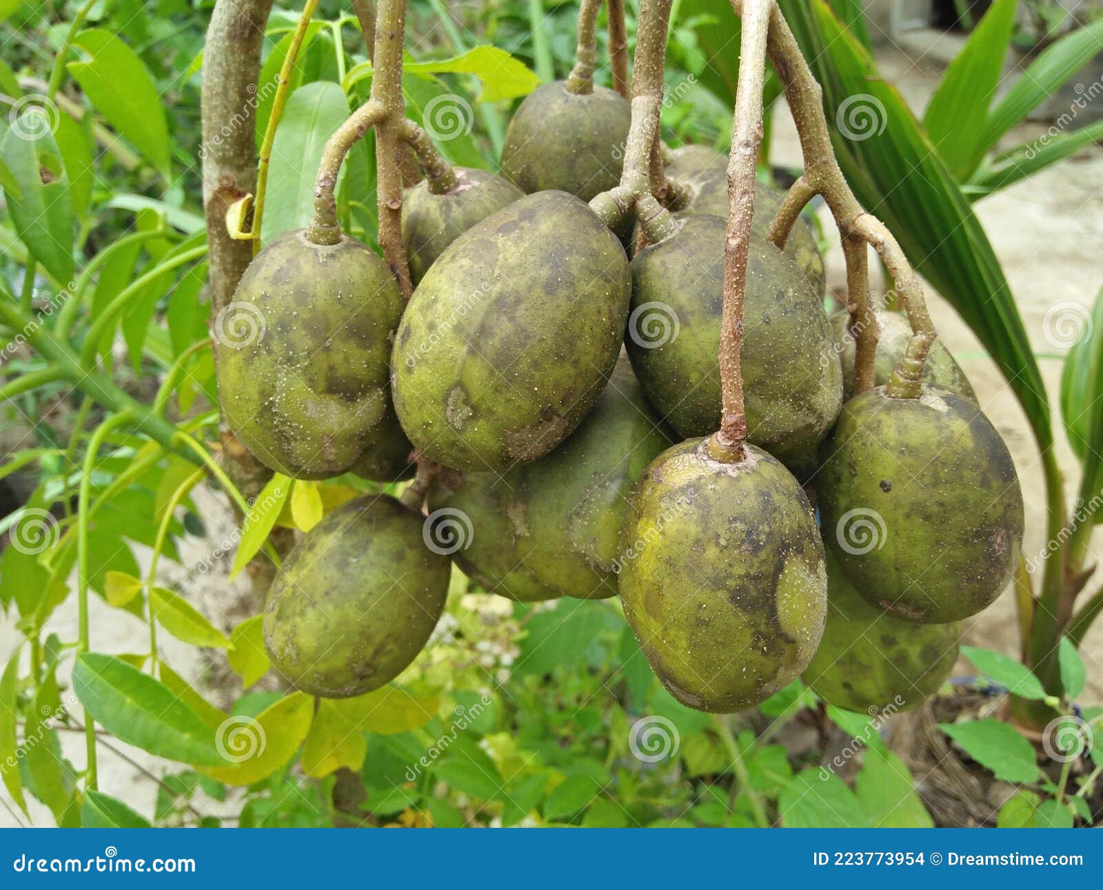 A Bunch of Kedondong Fruit that Will Ripen Stock Photo - Image of leaf ...