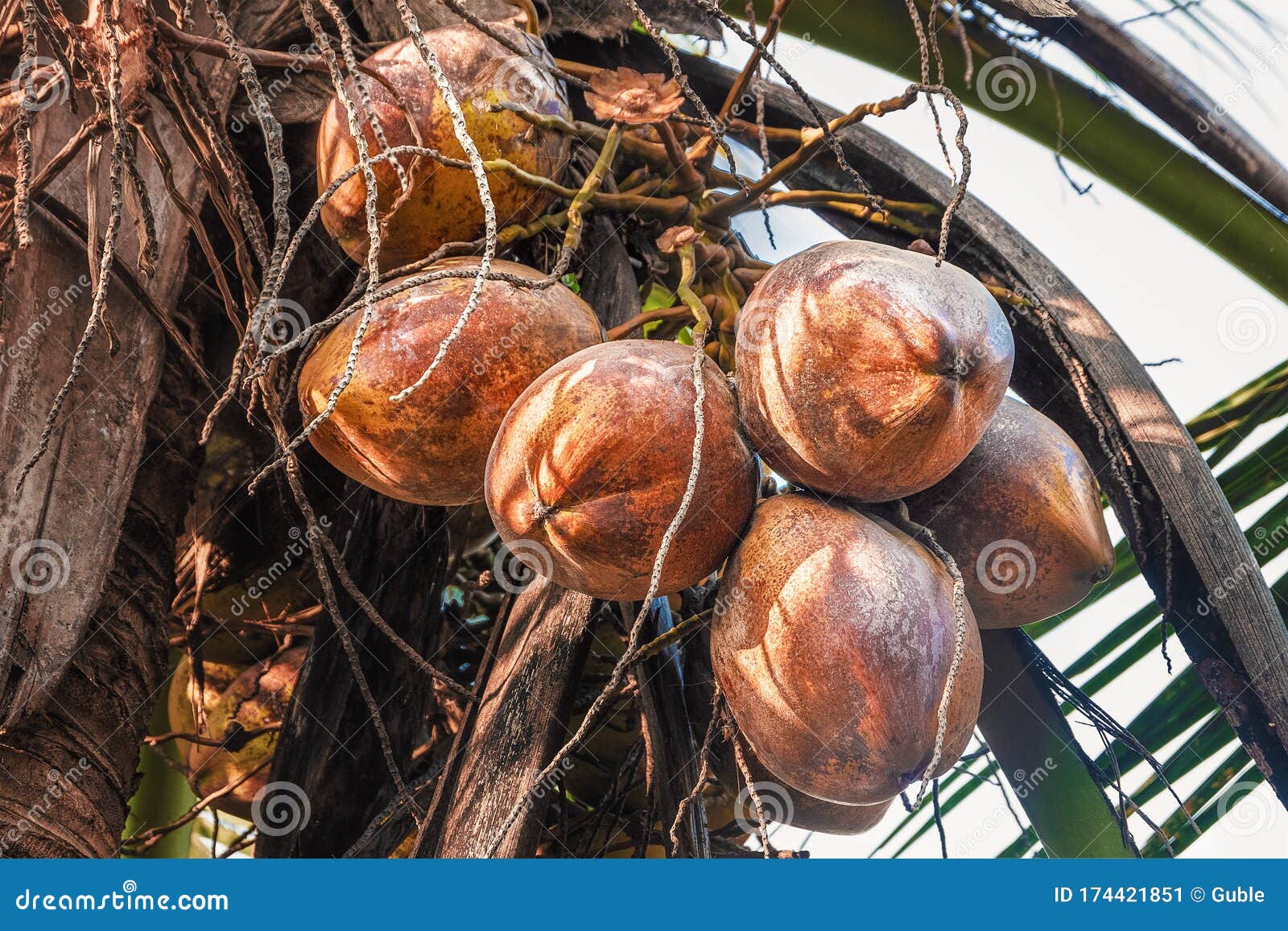 Bunch of Large Coconuts on a Palm Tree Stock Image - Image of bunch ...
