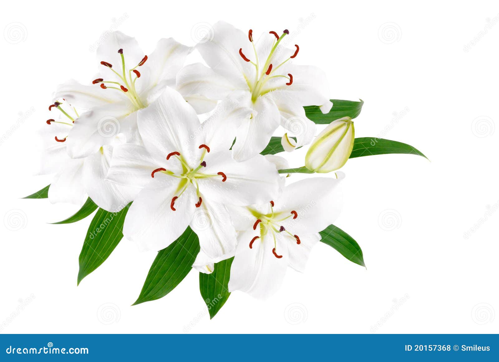 Bunch of Large White Lilies Isolated Stock Photo - Image of shot ...