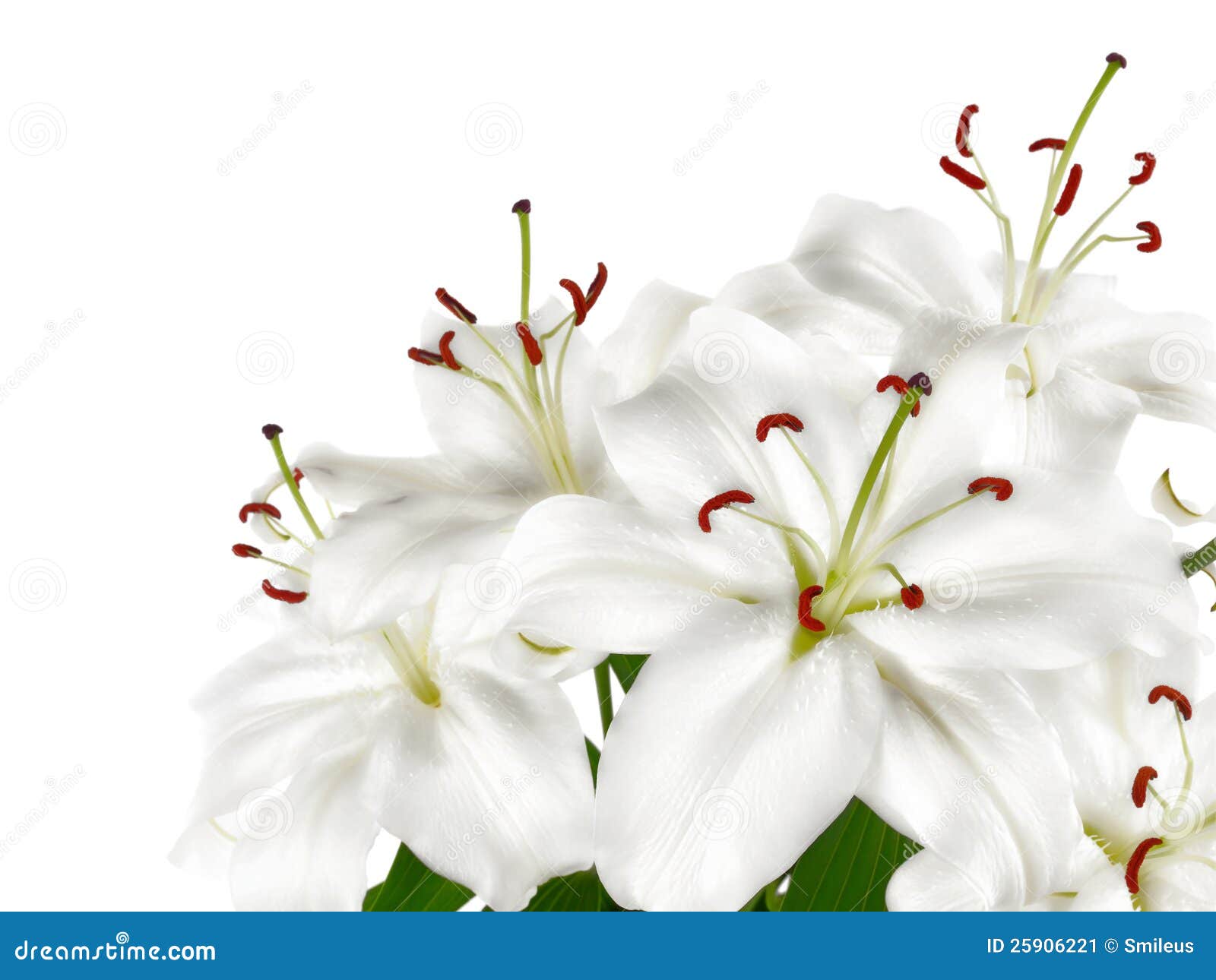 Bunch of Large White Lilies Isolated Stock Image - Image of lily, white ...