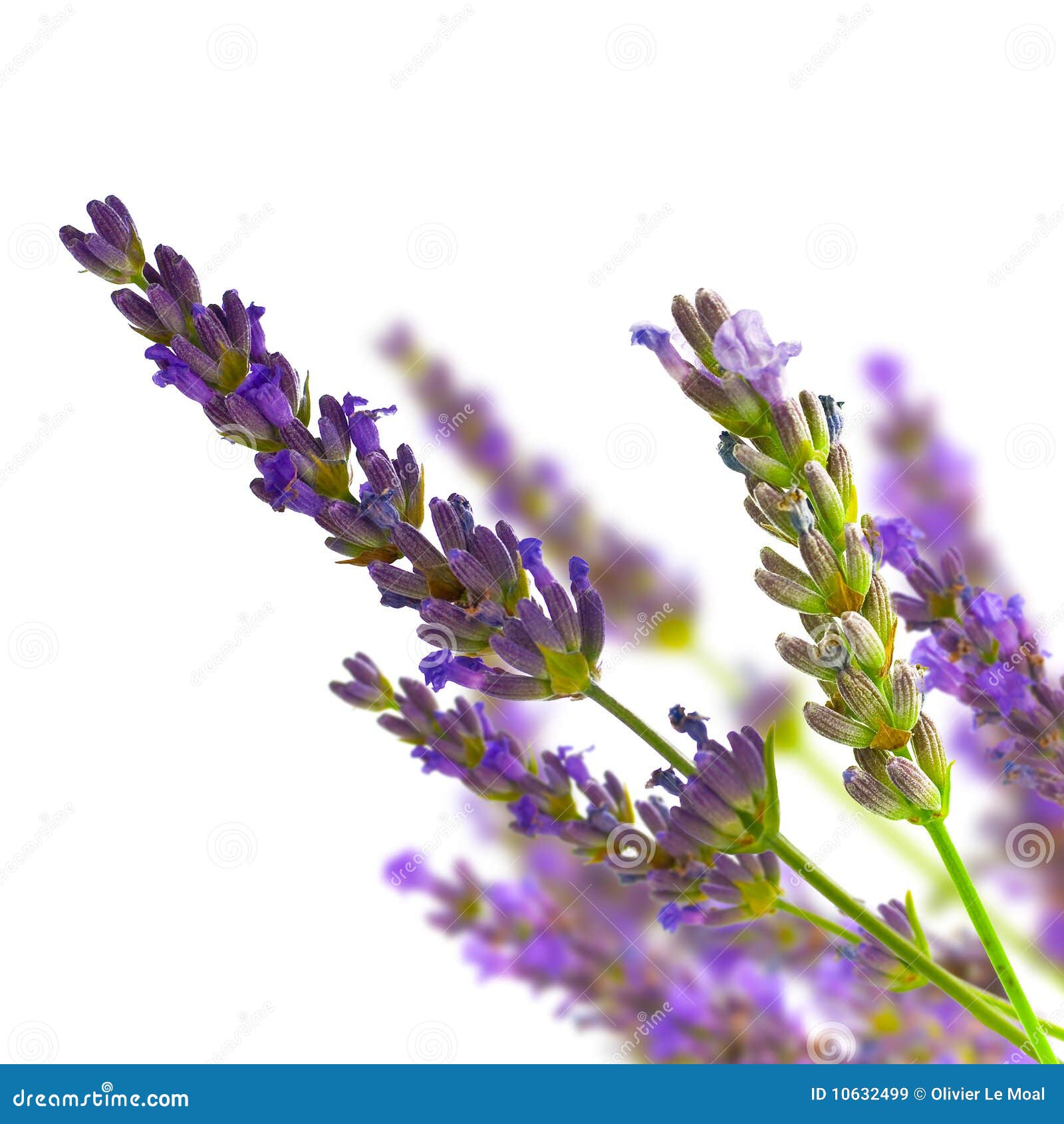 Bunch of Lavender Isolated Over White Stock Image - Image of bunch ...