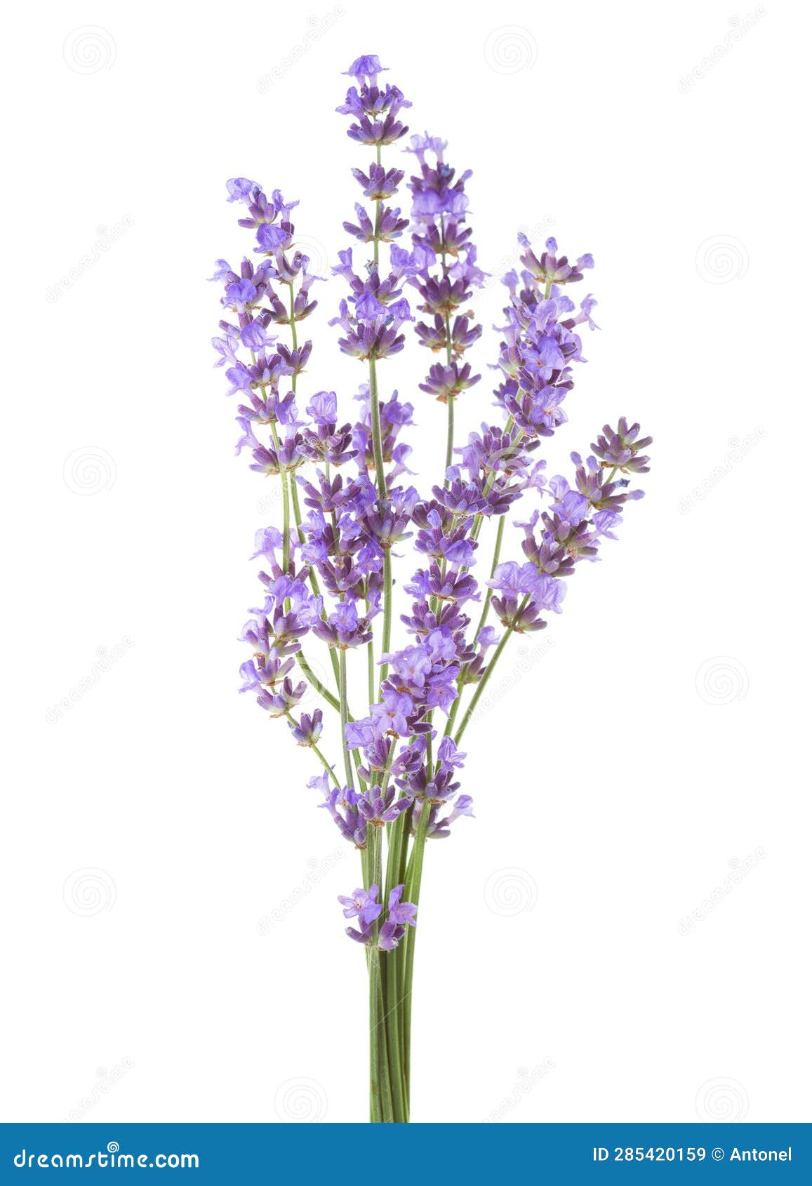 Bunch of Lavender Isolated on White Background Stock Image - Image of ...