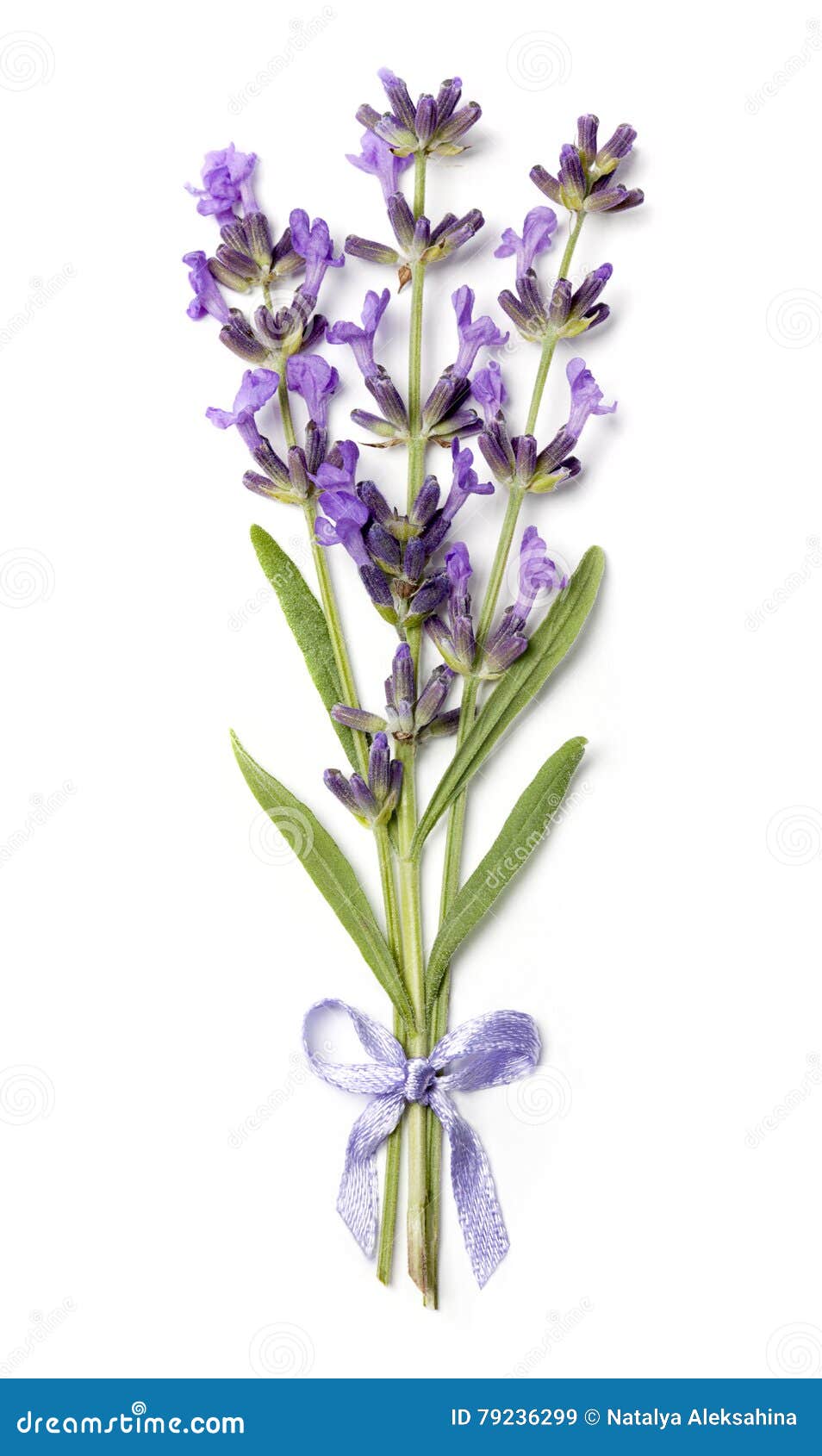 Bunch of Lavender with Ribbon Stock Image - Image of gardening ...