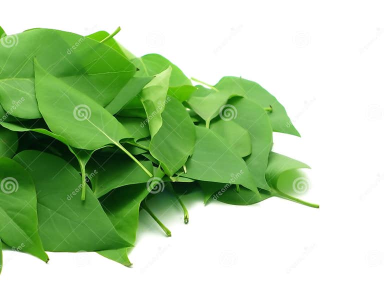 Bunch of leafs stock image. Image of flora, green, business - 869223