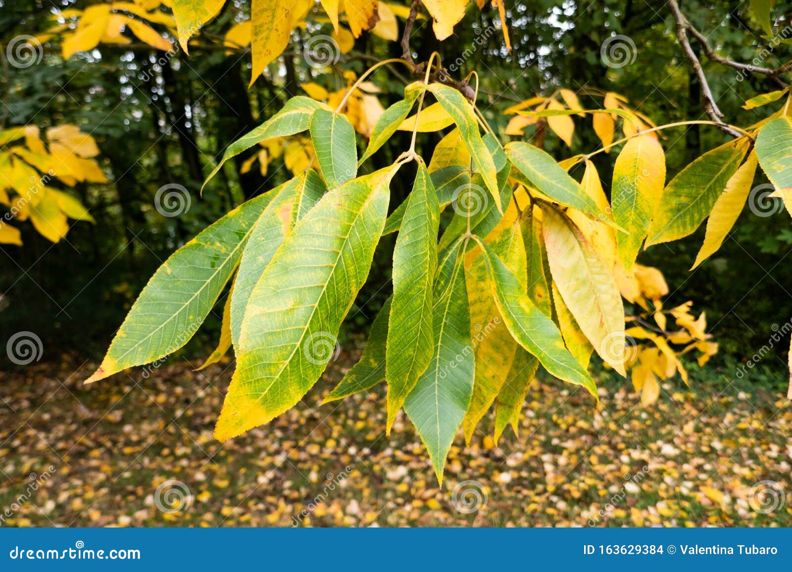 Bunch of leaves in autumn stock photo. Image of forest - 163629384